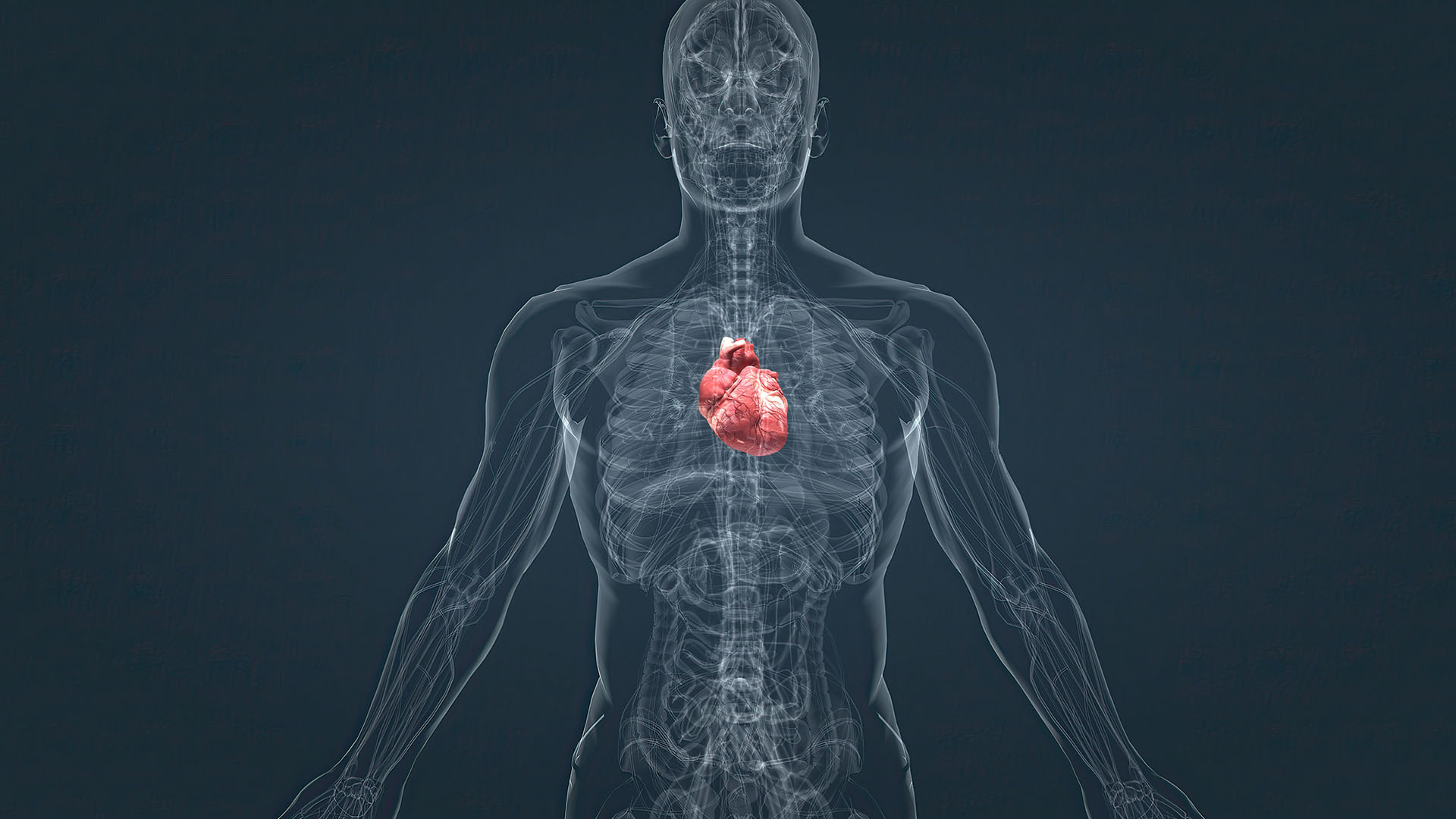 COM FUNCIONA EL COR? Fisiologia cardíaca explicada de forma molt ...
